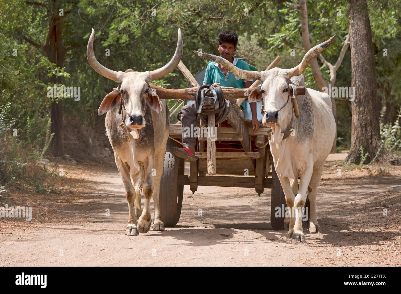 Zebu-Rinder, Zebus oder Buckel Rinder (Bos Primigenius Indicus) mit ...