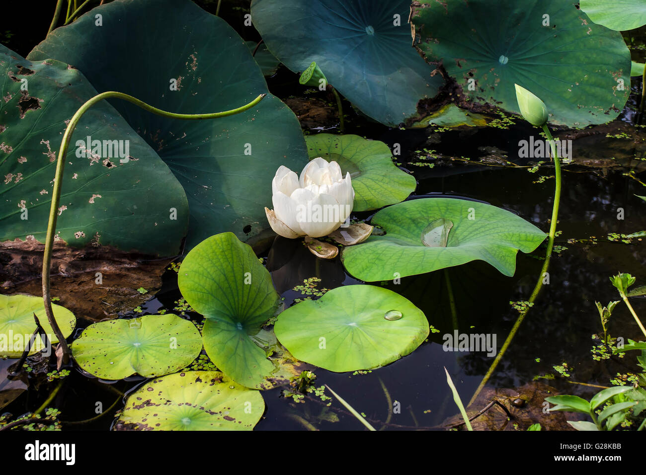 White lotus -Fotos und -Bildmaterial in hoher Auflösung - Seite 3 - Alamy