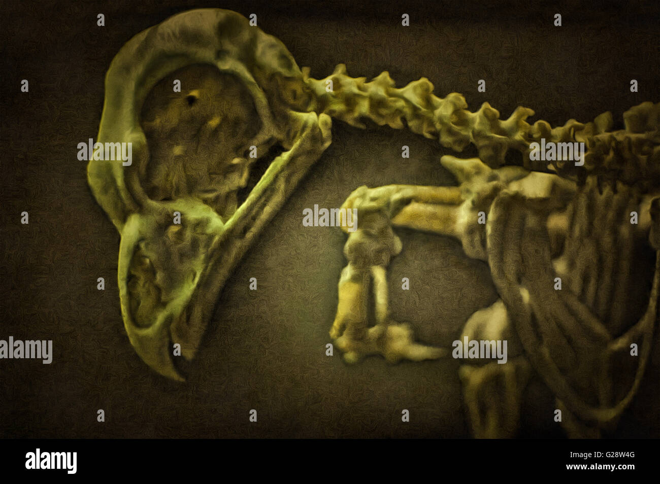 Bilder von vogelskeletten -Fotos und -Bildmaterial in hoher Auflösung ...