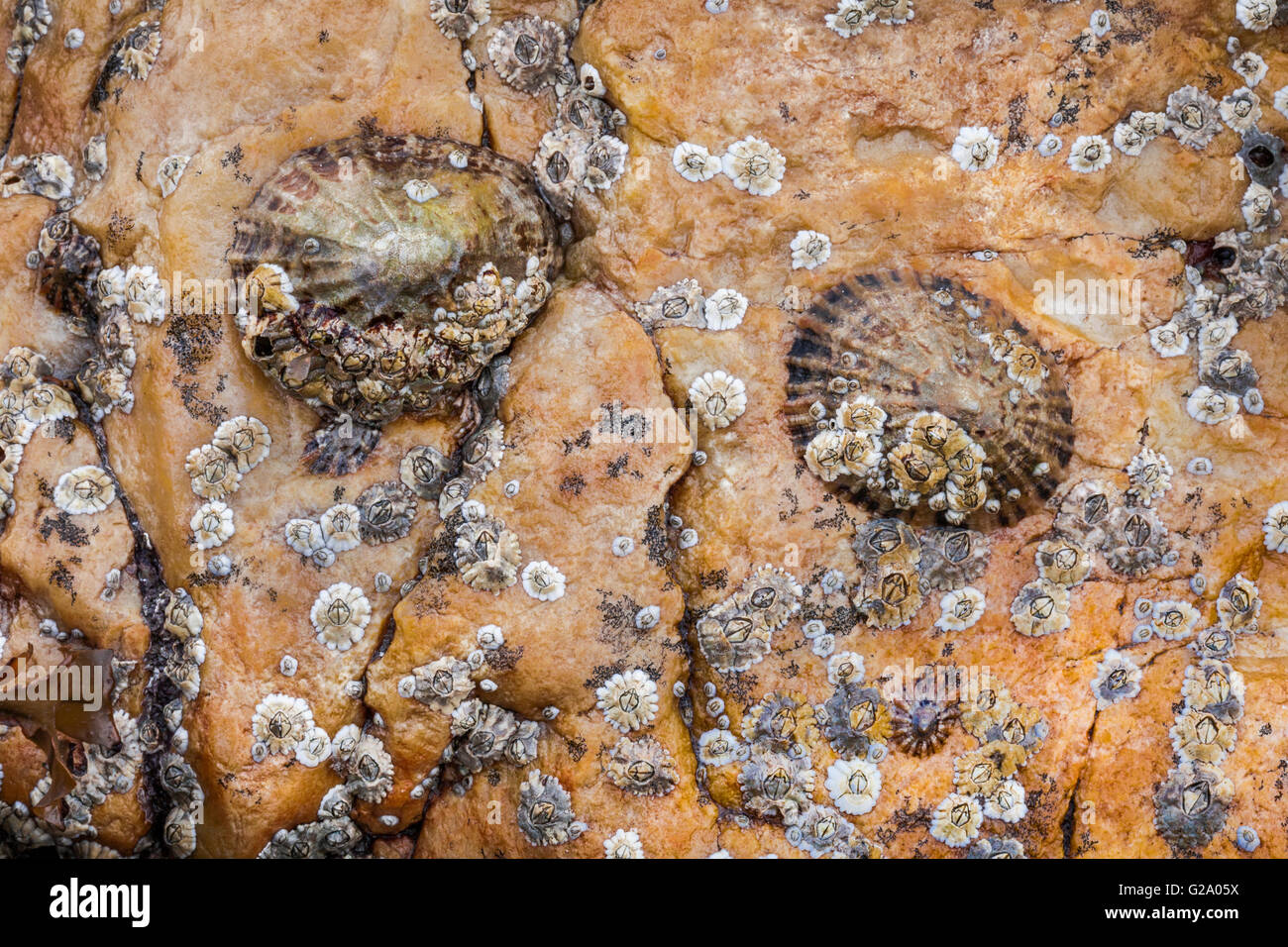 Napfschnecken gb -Fotos und -Bildmaterial in hoher Auflösung – Alamy