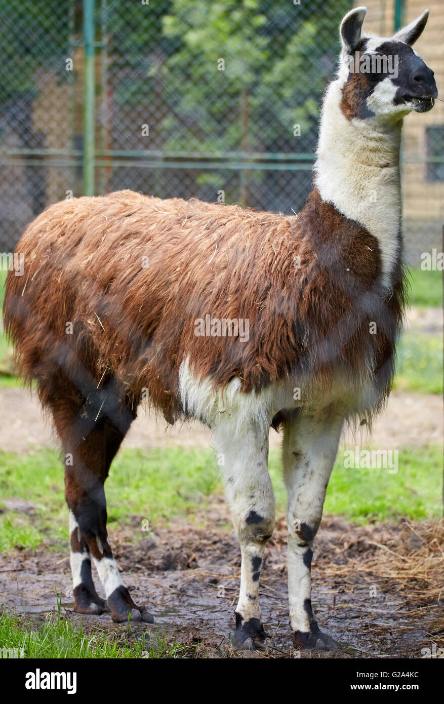 Lustiges lama mit länge harre -Fotos und -Bildmaterial in hoher ...