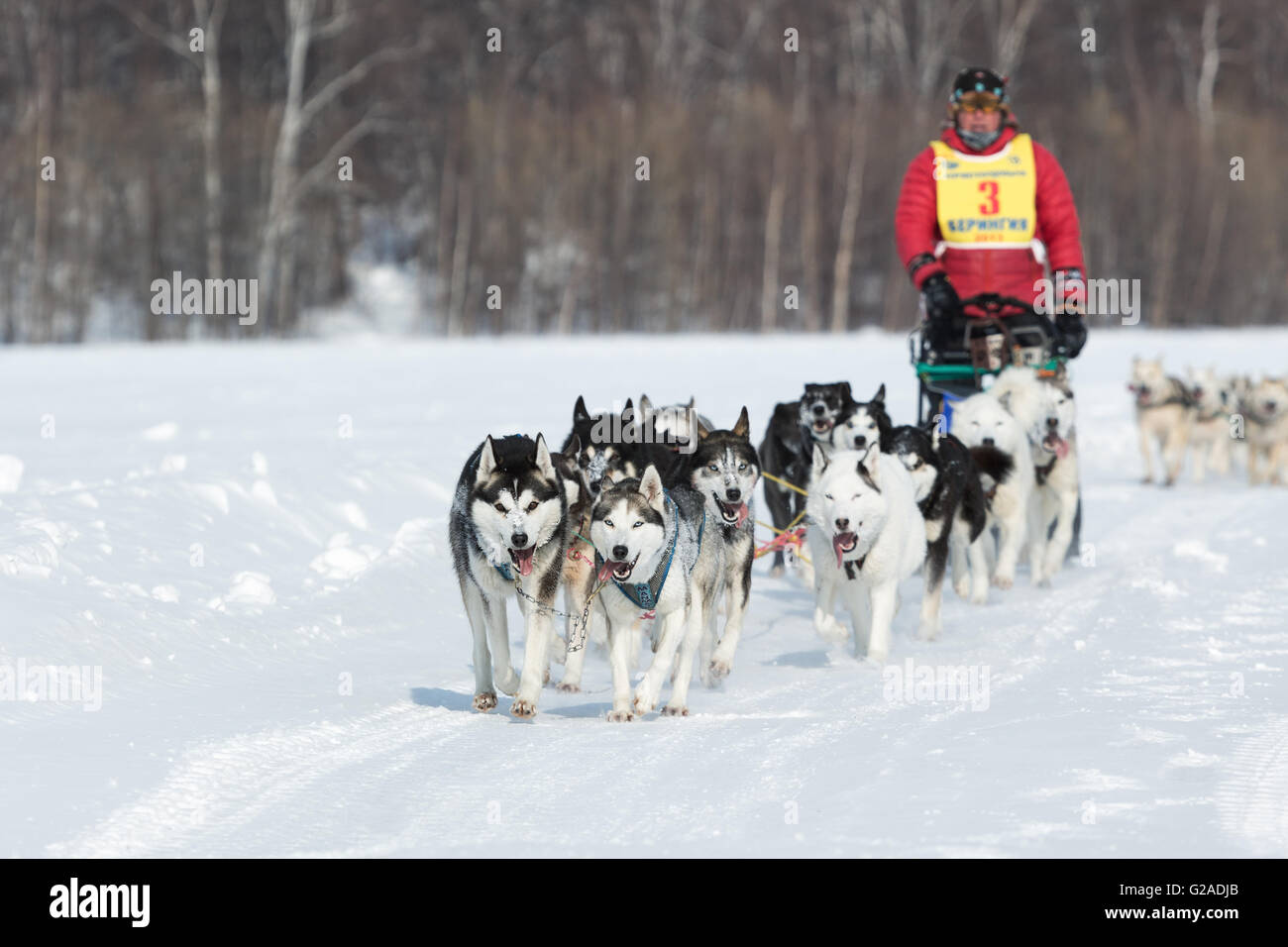 Laufender Hund Schlitten Team Kamtschatka Musher Andrew Semashkin ...