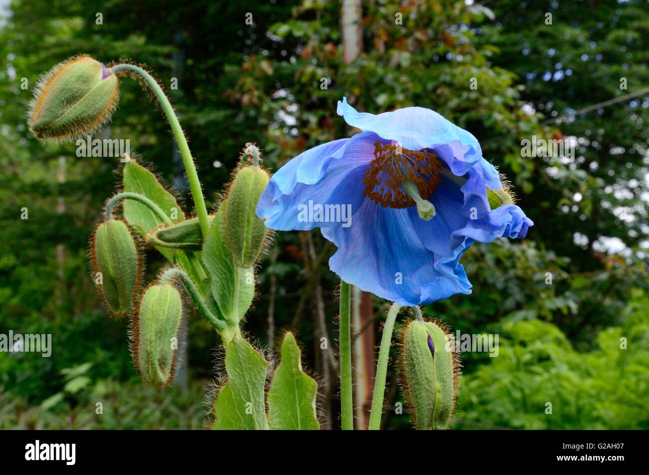 Blaue Mohnblume Stockfotos und -bilder Kaufen - Alamy