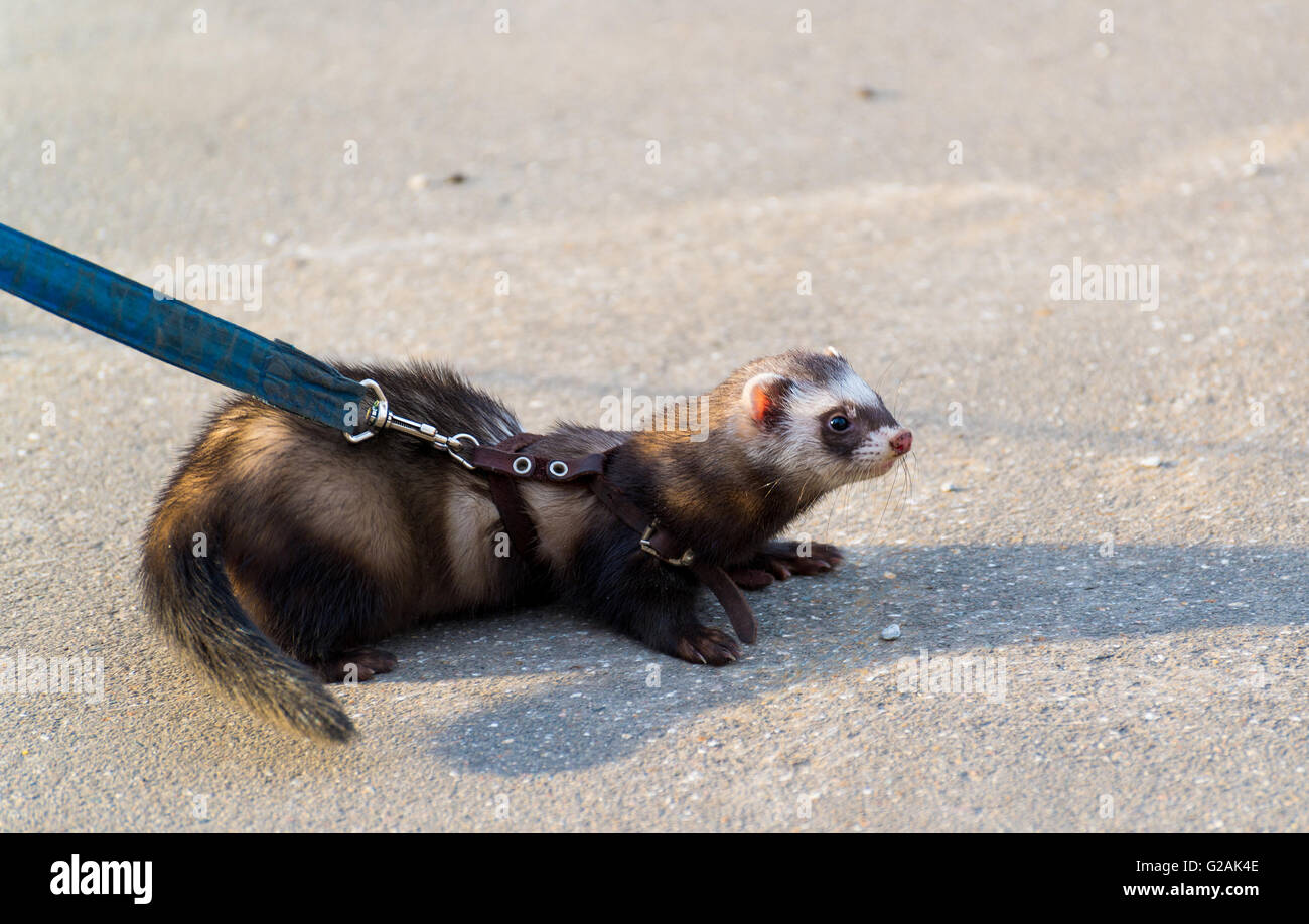 Ferret leash -Fotos und -Bildmaterial in hoher Auflösung – Alamy