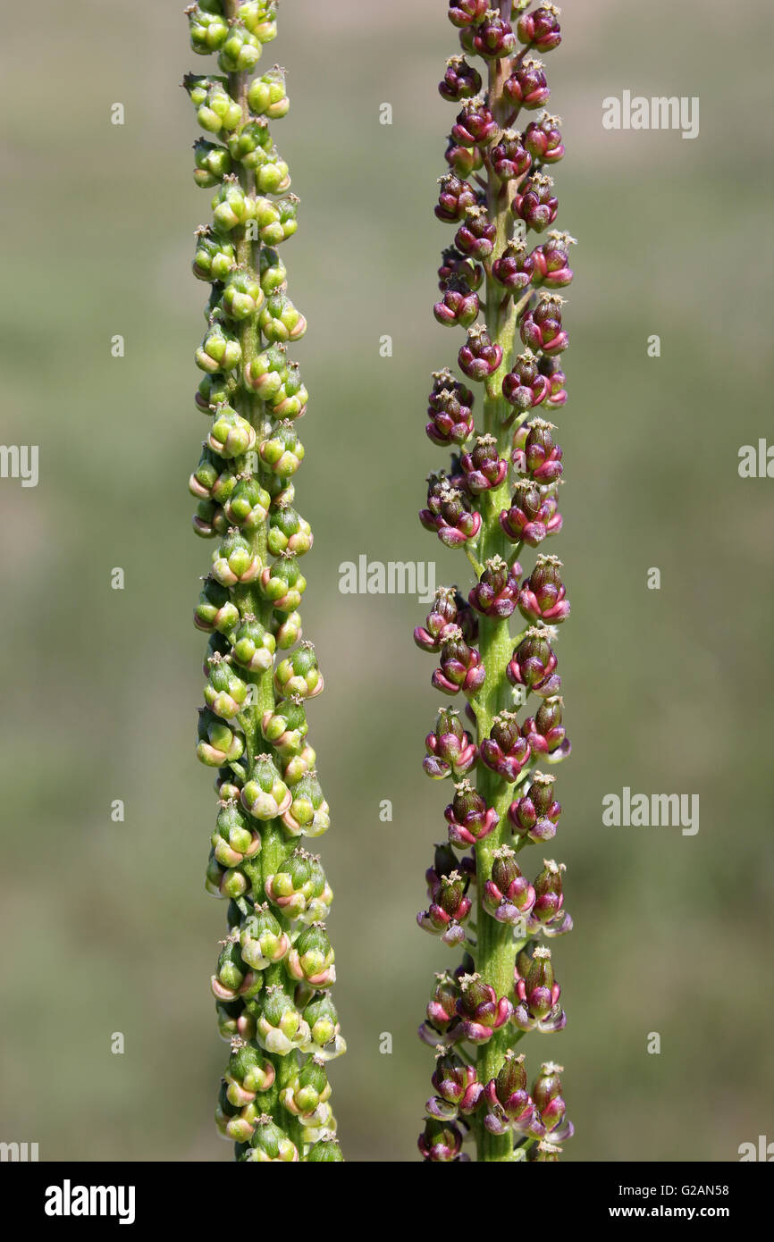 Triglochin maritima -Fotos und -Bildmaterial in hoher Auflösung – Alamy