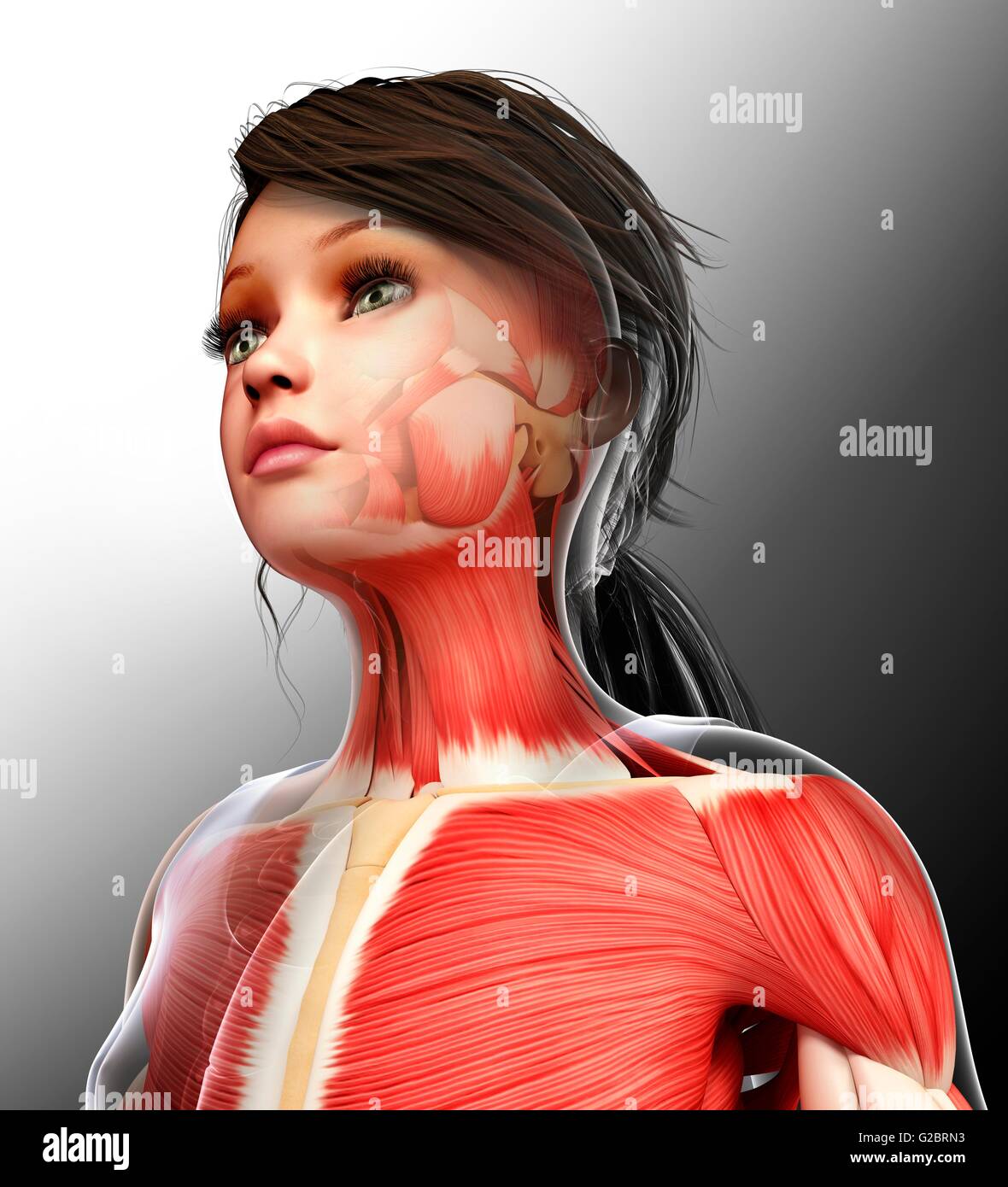 Sistema muscular -Fotos und -Bildmaterial in hoher Auflösung - Seite 2 ...