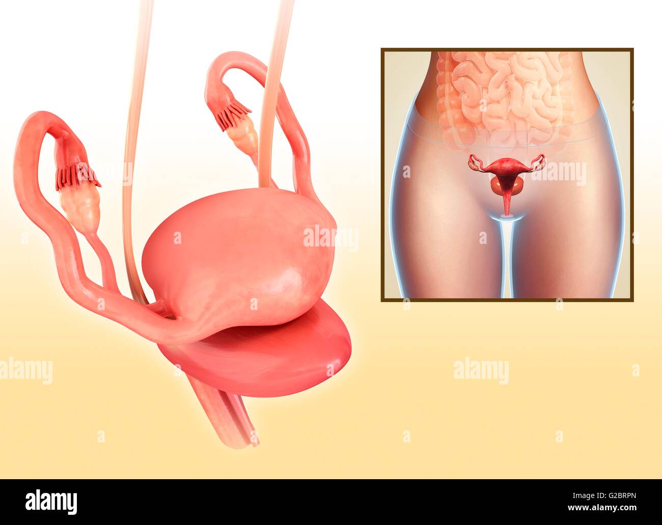 Weibliche geschlechtsorgane -Fotos und -Bildmaterial in hoher Auflösung - Seite 2 - Alamy