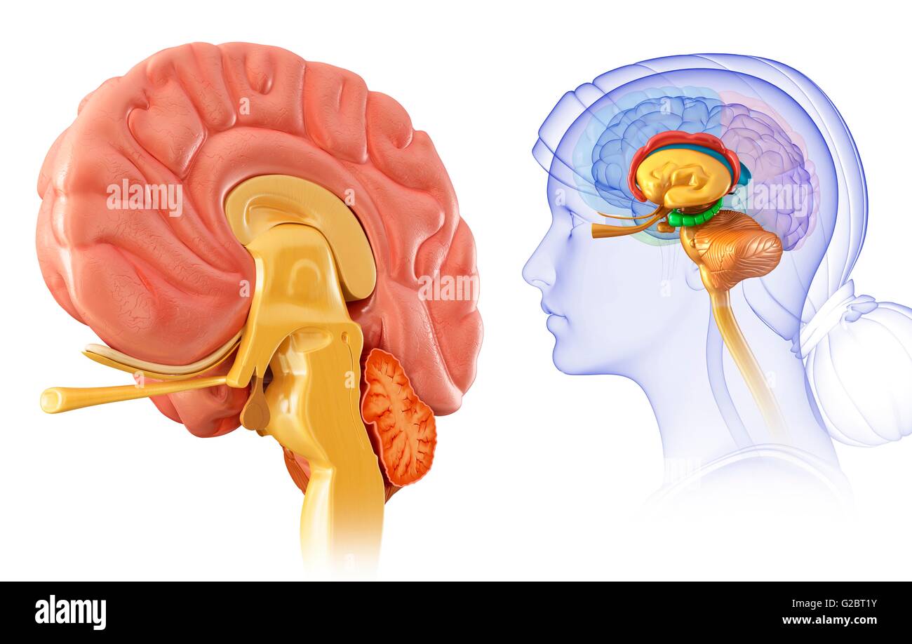 Cross Section Of Human Brain Stockfotos & Cross Section Of Human Brain ...