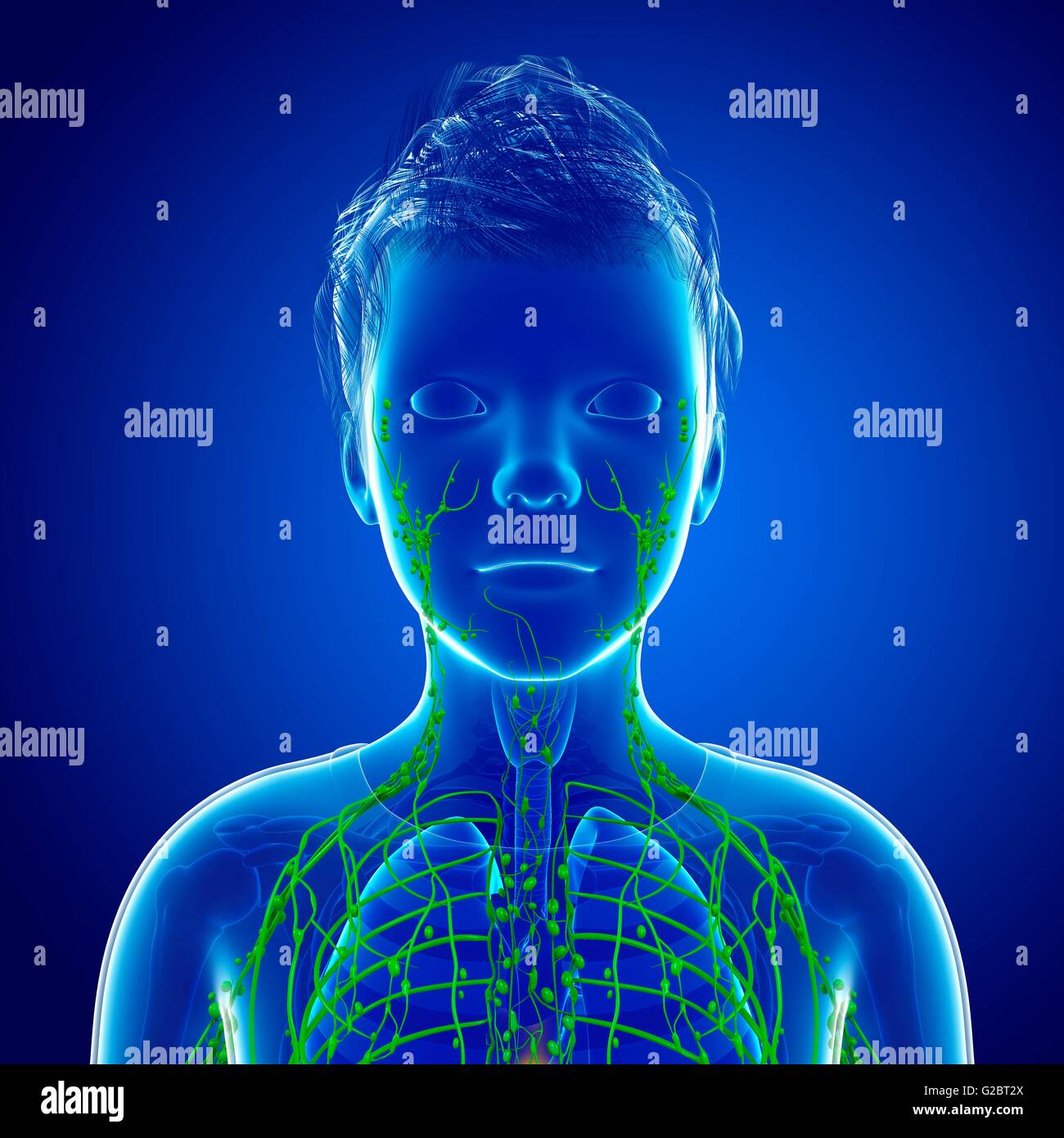 Lymph lymphatic system human -Fotos und -Bildmaterial in hoher ...