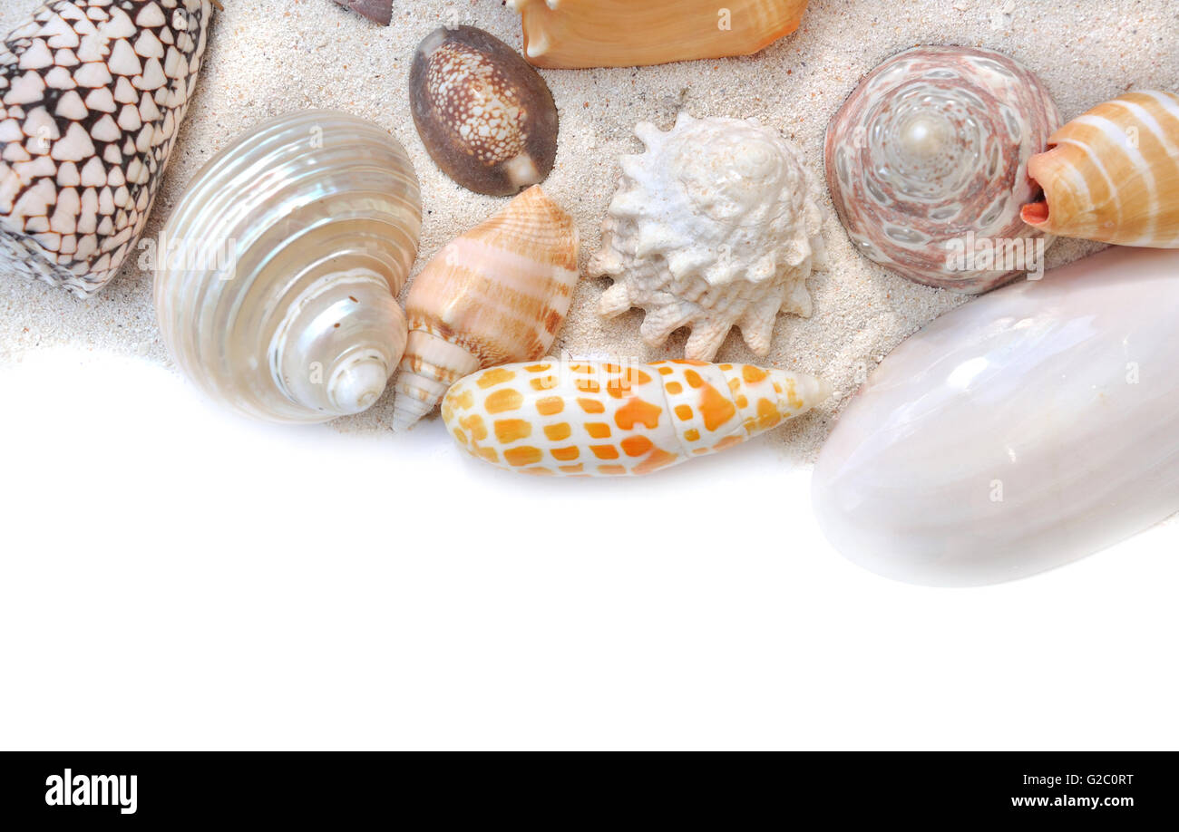 Muscheln und sand hintergrund -Fotos und -Bildmaterial in hoher ...