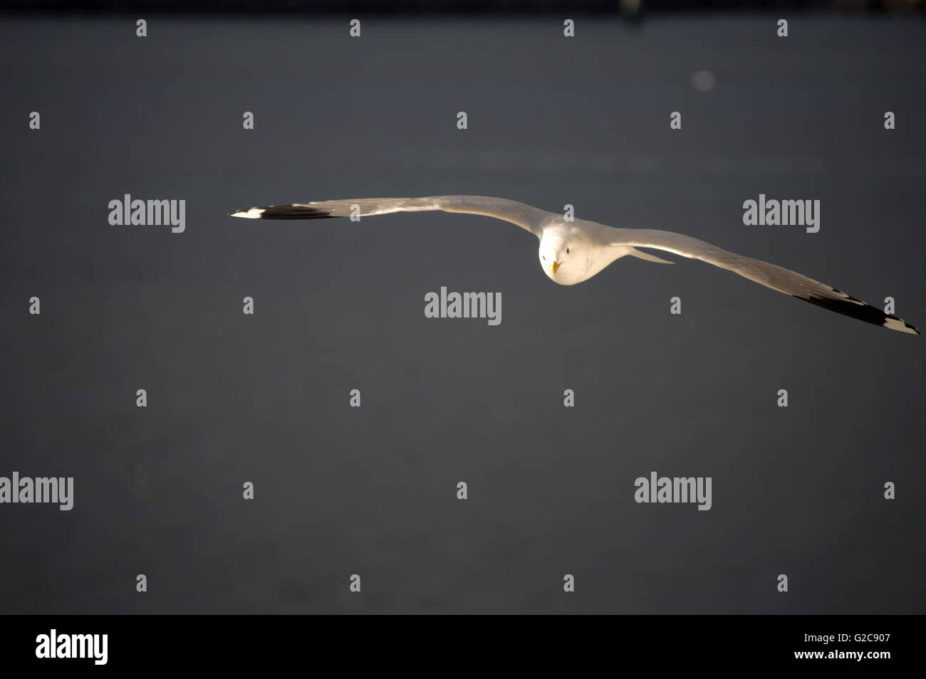 Möwe fliegen -Fotos und -Bildmaterial in hoher Auflösung – Alamy