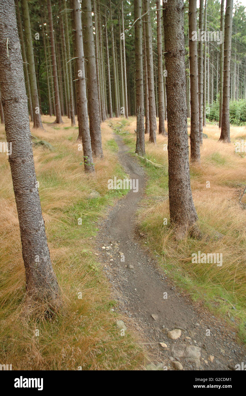 Wald und radweg -Fotos und -Bildmaterial in hoher Auflösung – Alamy