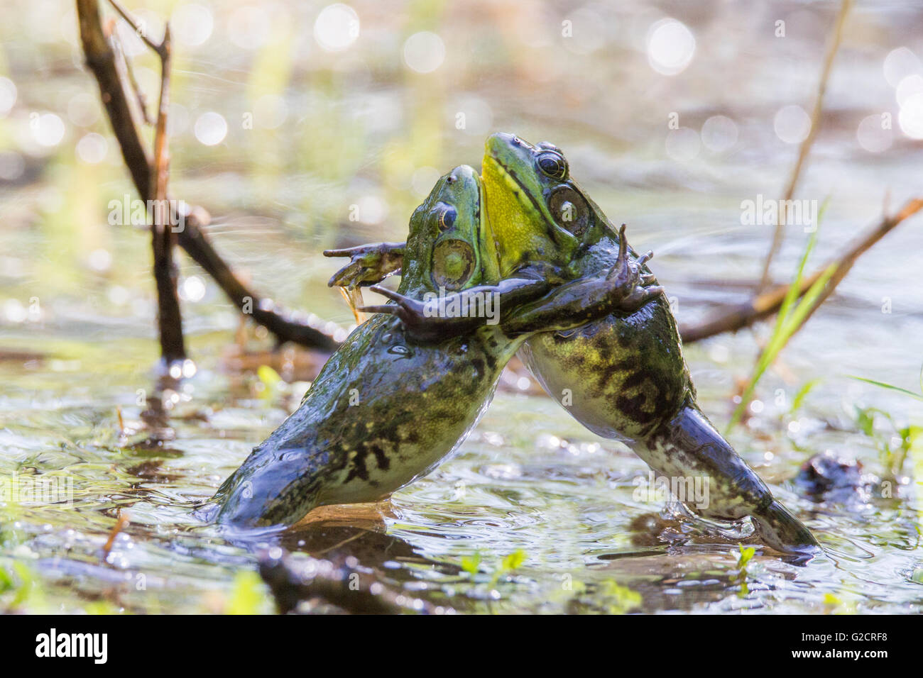 Zwei beschreiben Männchen grün Frosch-Lithobates (Rana) Clamitans ...