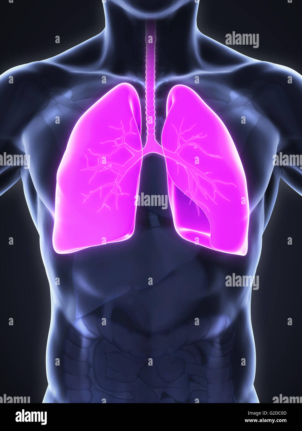 Menschliches atmungssystem -Fotos und -Bildmaterial in hoher Auflösung ...