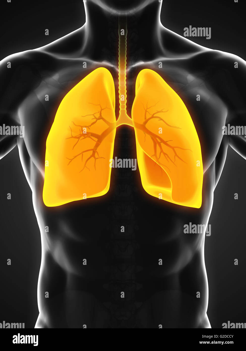 Render Respiration Stockfotos & Render Respiration Bilder - Alamy