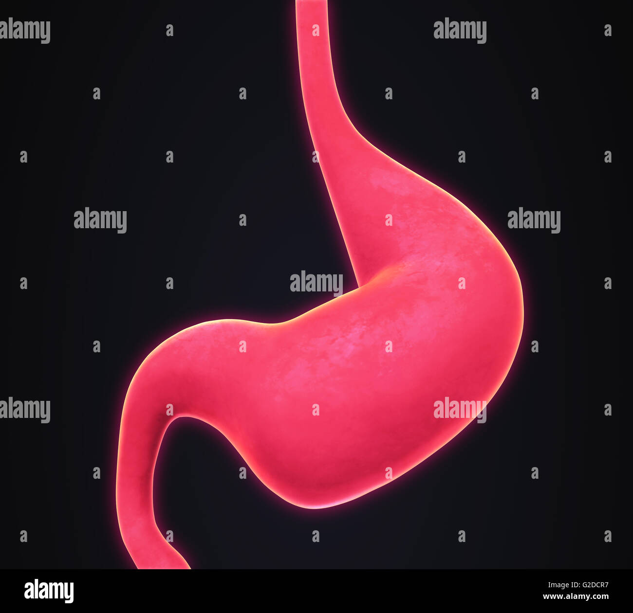 Anatomie der menschlichen Magen Stockfotografie - Alamy