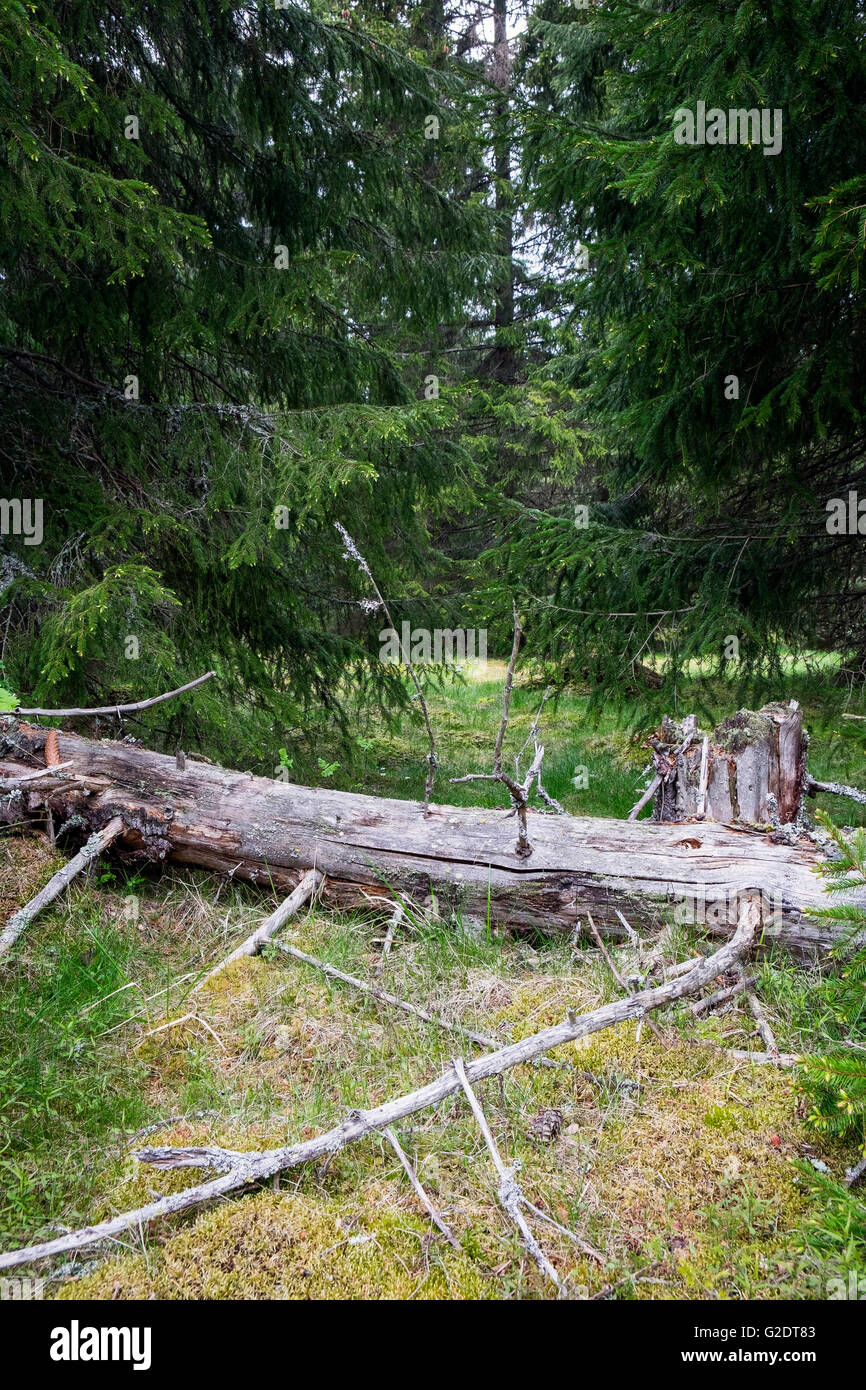 Toter Baum im Fichtenwald Stockfotografie - Alamy