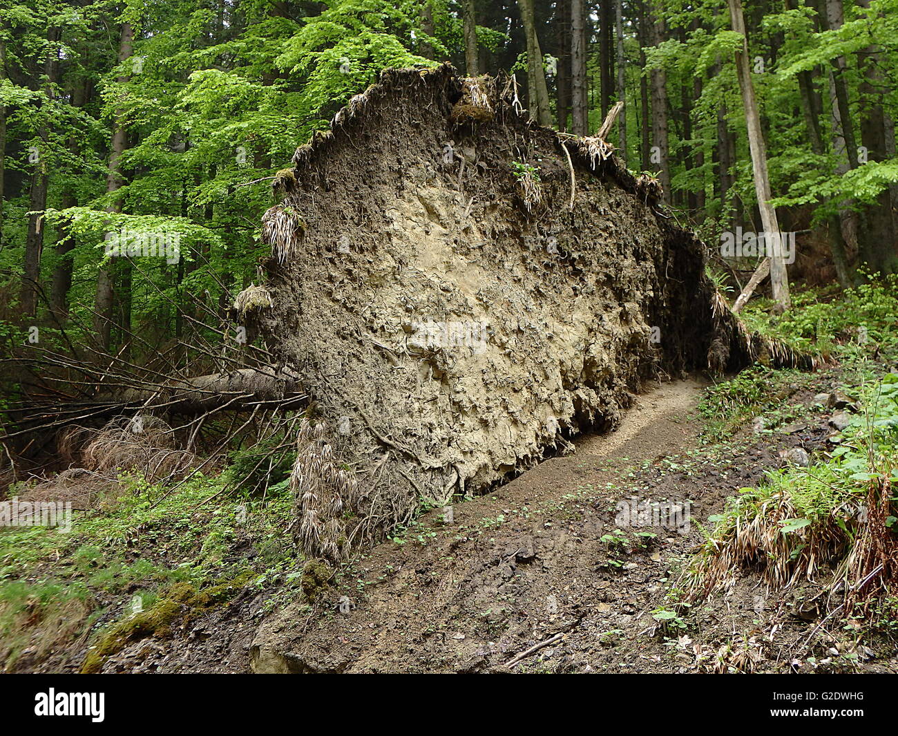 Wurzeln der einen umstürzenden Baum gefallenen Fichte Stockfotografie ...