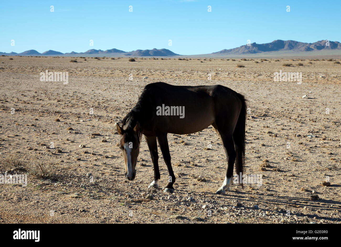 Wild horses of garub -Fotos und -Bildmaterial in hoher Auflösung – Alamy