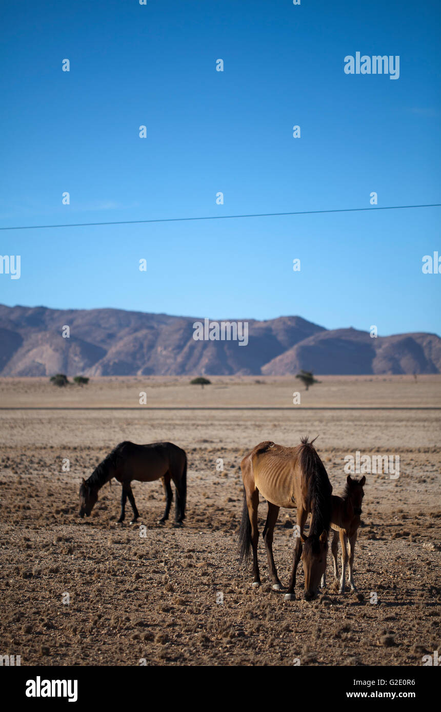 Wild horses of garub -Fotos und -Bildmaterial in hoher Auflösung – Alamy