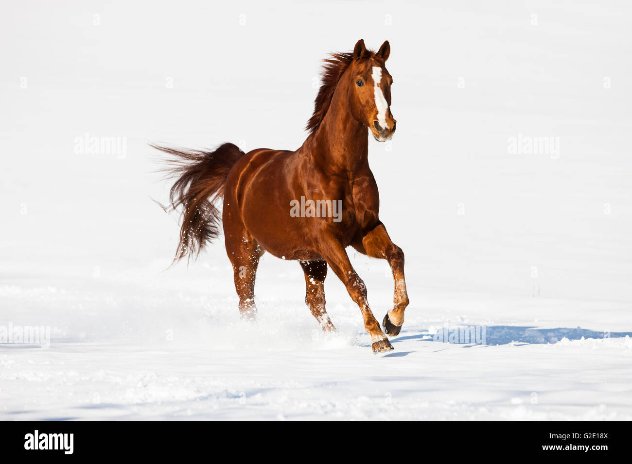 Pferd fuchs -Fotos und -Bildmaterial in hoher Auflösung – Alamy