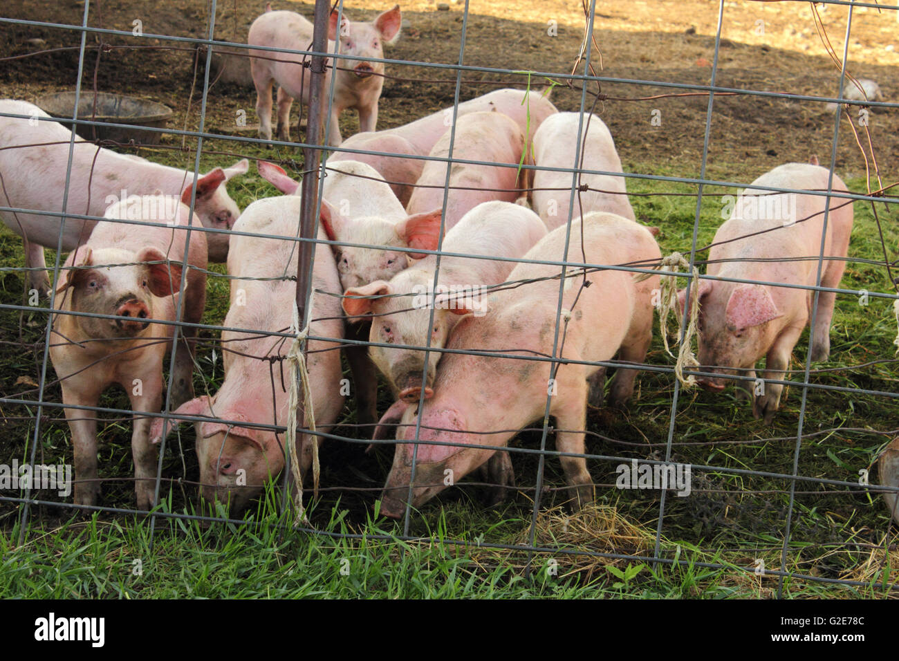 Schweine (Sus Scrofa Domesticus oder Sus Domesticus) in Alberta, Kanada ...