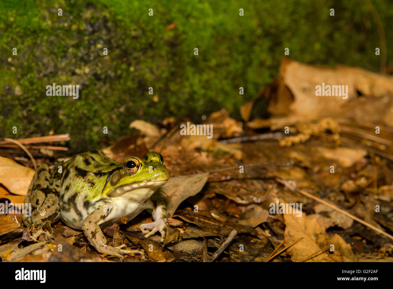 Typischer frosch -Fotos und -Bildmaterial in hoher Auflösung – Alamy