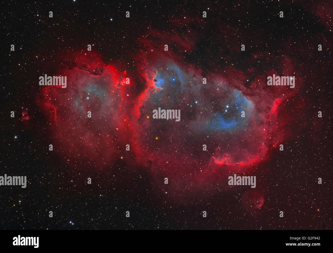 Stellar embryo -Fotos und -Bildmaterial in hoher Auflösung – Alamy