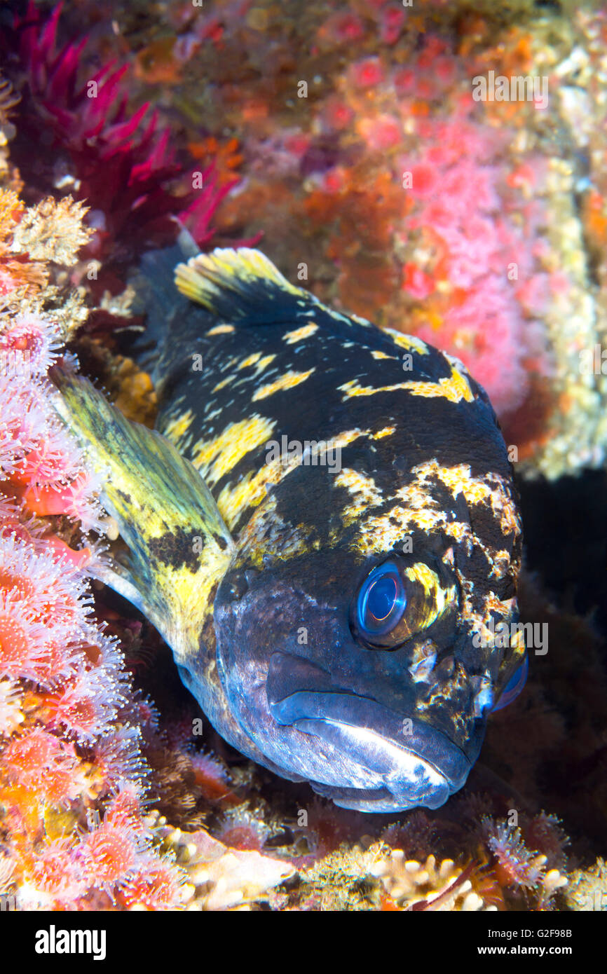 Fish Fins Reef Stockfotos und -bilder Kaufen - Alamy