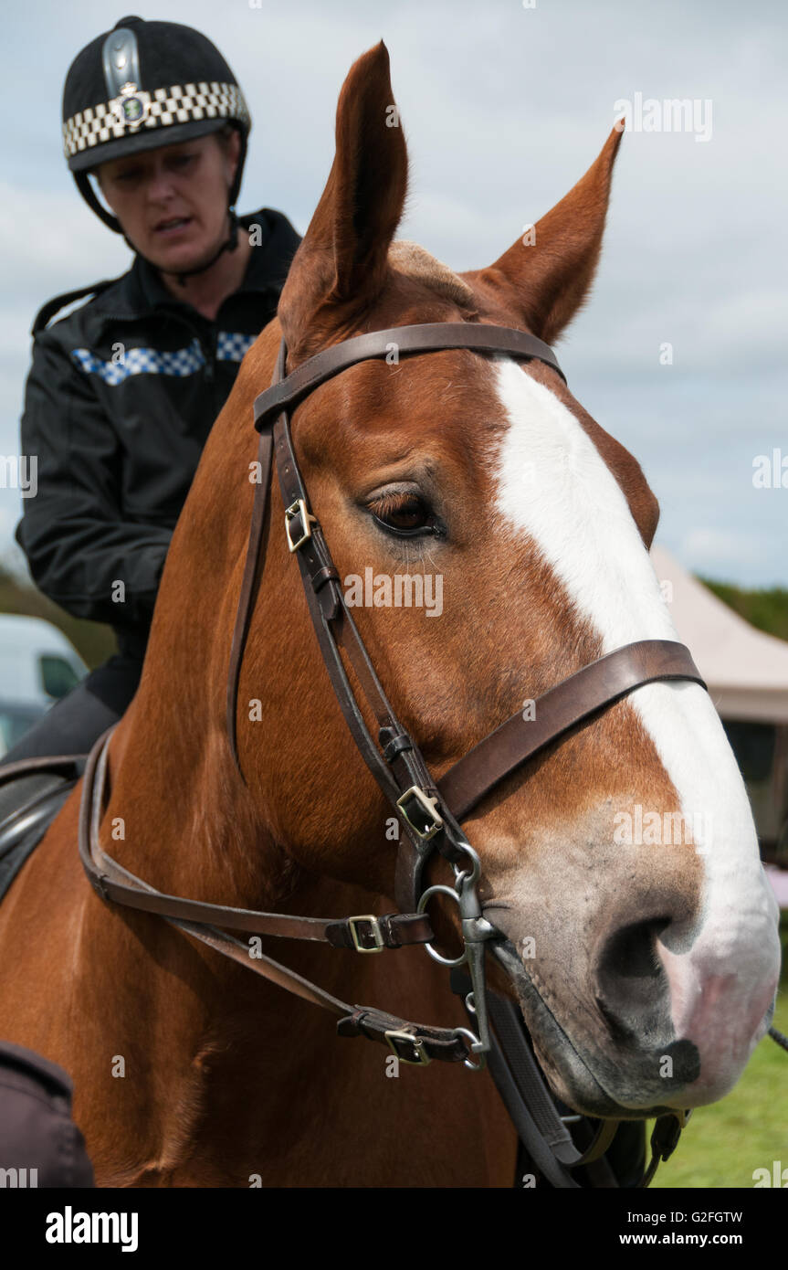 Polizei-Pferd mit Polizistin Stockfotografie - Alamy