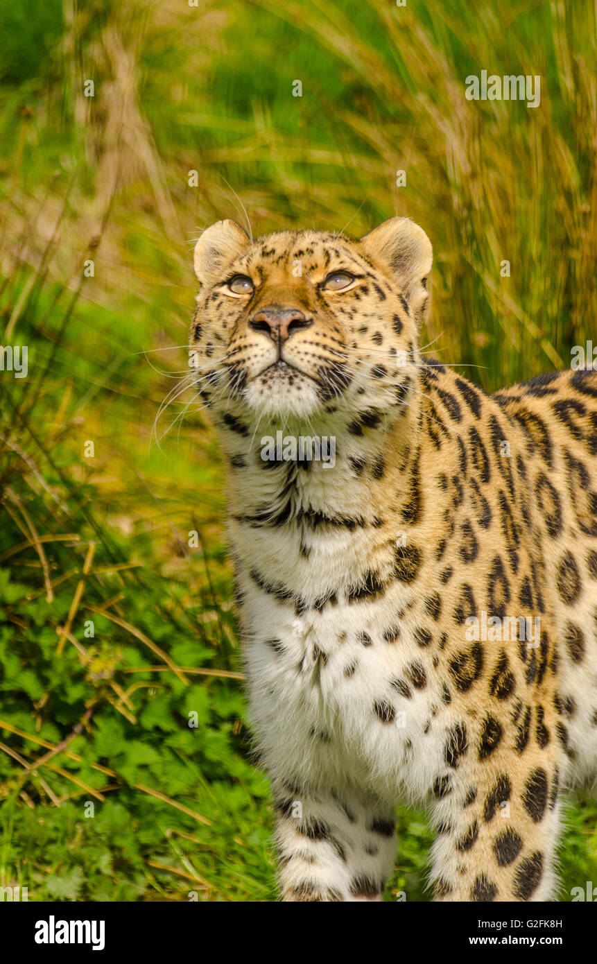 Amur leopard cat -Fotos und -Bildmaterial in hoher Auflösung – Alamy