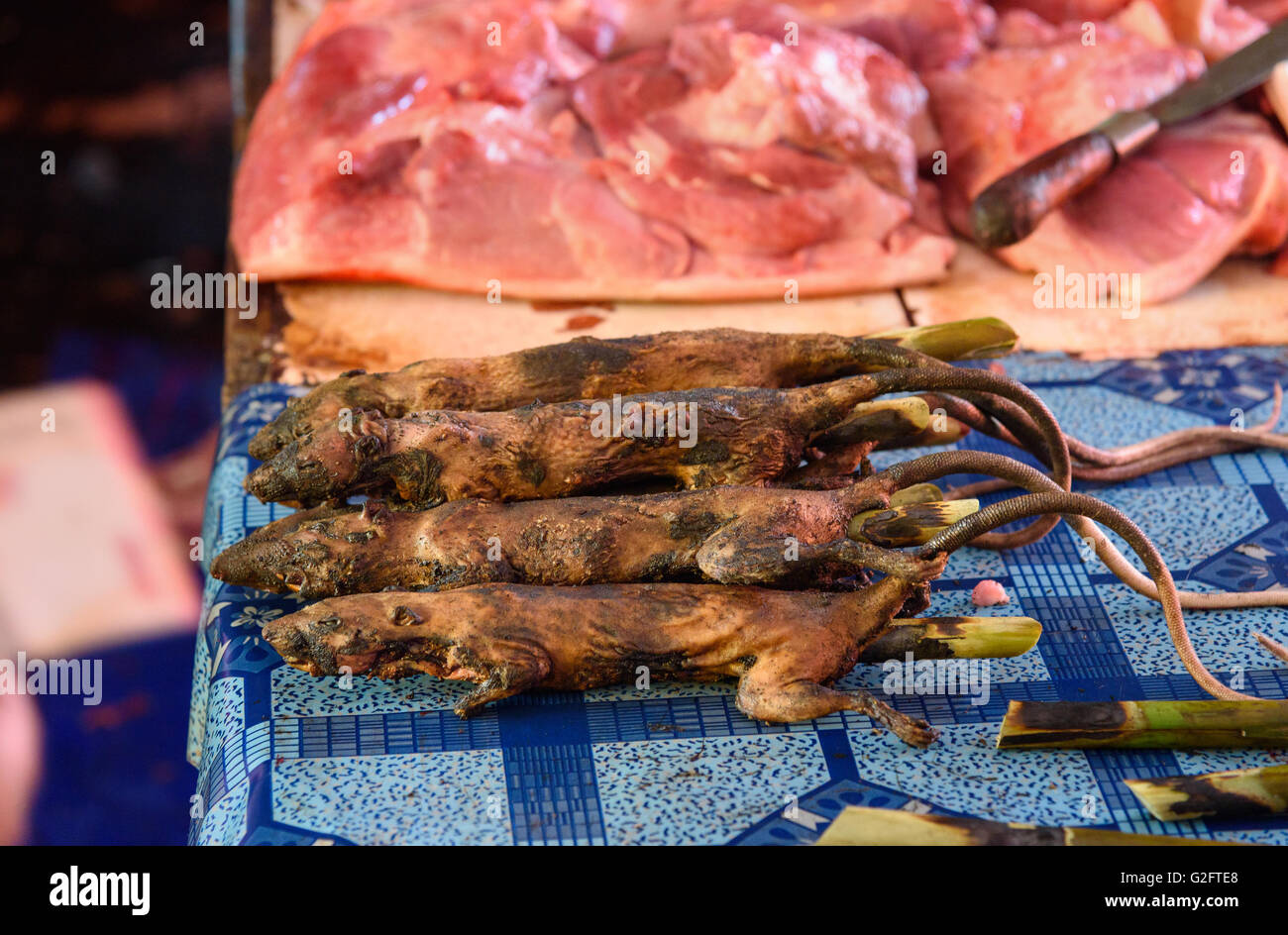 Frische ratten -Fotos und -Bildmaterial in hoher Auflösung – Alamy