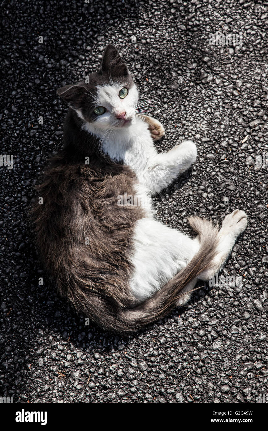 High angle cat -Fotos und -Bildmaterial in hoher Auflösung – Alamy
