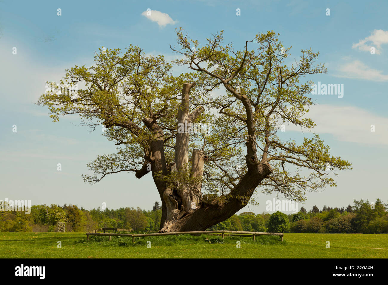 Alte eichen helle sonne -Fotos und -Bildmaterial in hoher Auflösung – Alamy