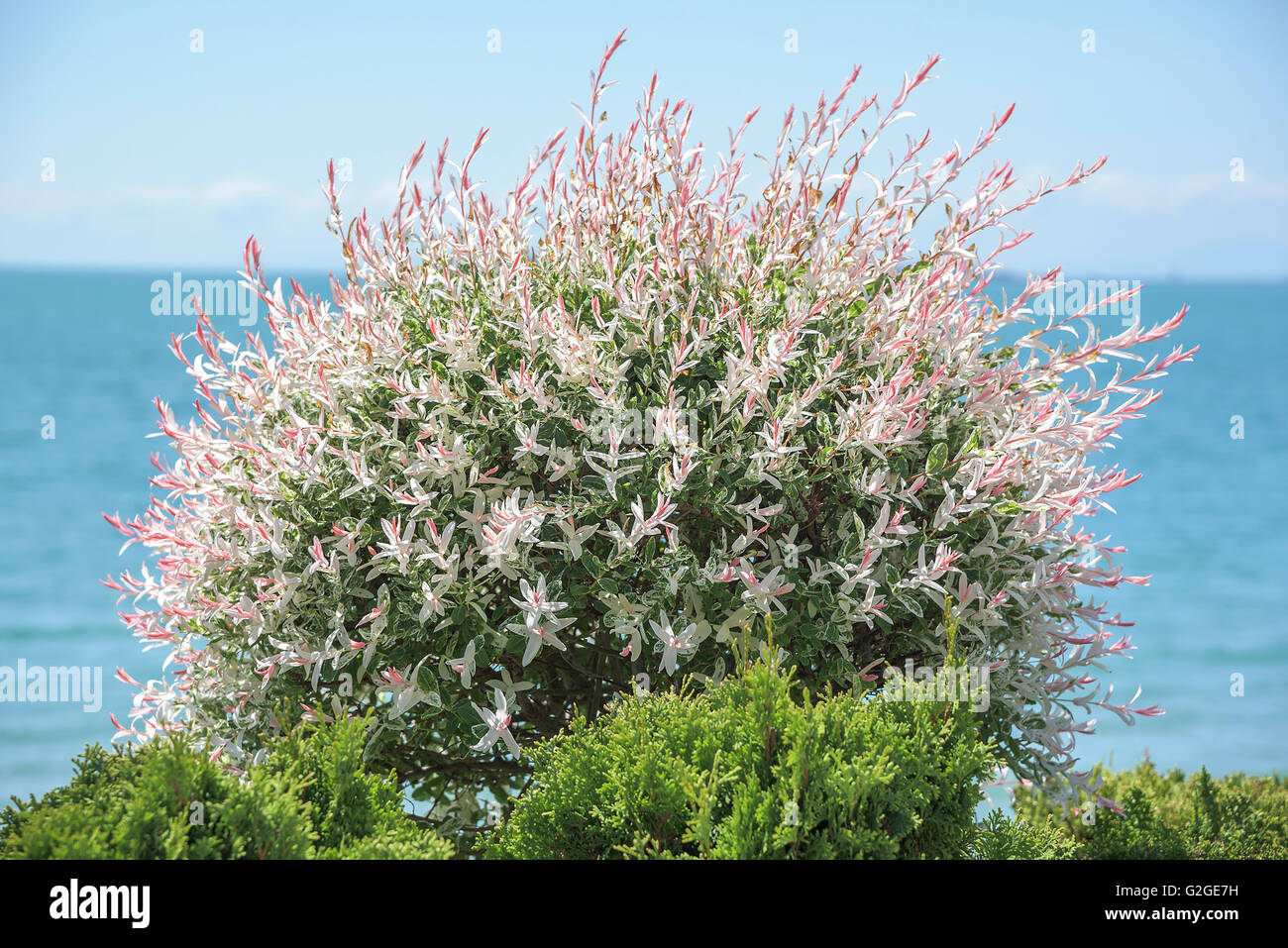 Salix integra hakuro nishiki -Fotos und -Bildmaterial in hoher ...