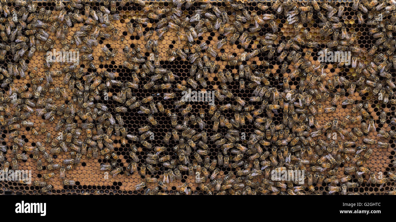 Bienenstock Honig Biene Rahmen Reifen Brut mit charakteristischen ...