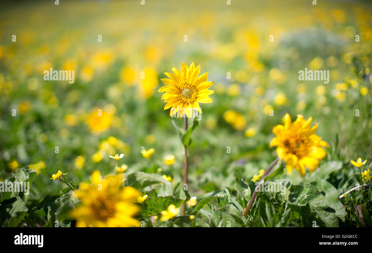 Wildblumen hautnah -Fotos und -Bildmaterial in hoher Auflösung – Alamy