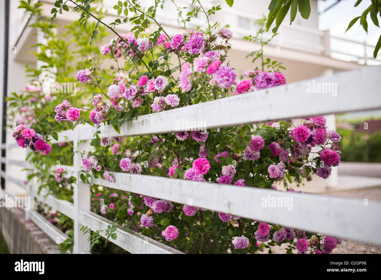 Rosa rosen in der sonne -Fotos und -Bildmaterial in hoher Auflösung – Alamy