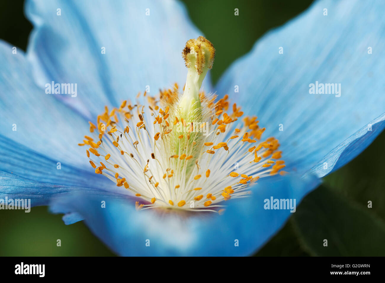 Blaue Himalajamohnblume Stockfotos und -bilder Kaufen - Alamy
