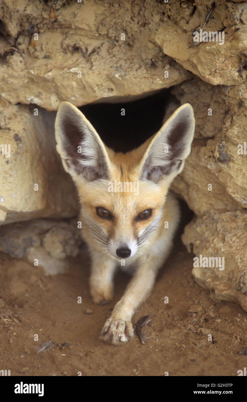 Fennek Fuchs Stockfotos und -bilder Kaufen - Alamy
