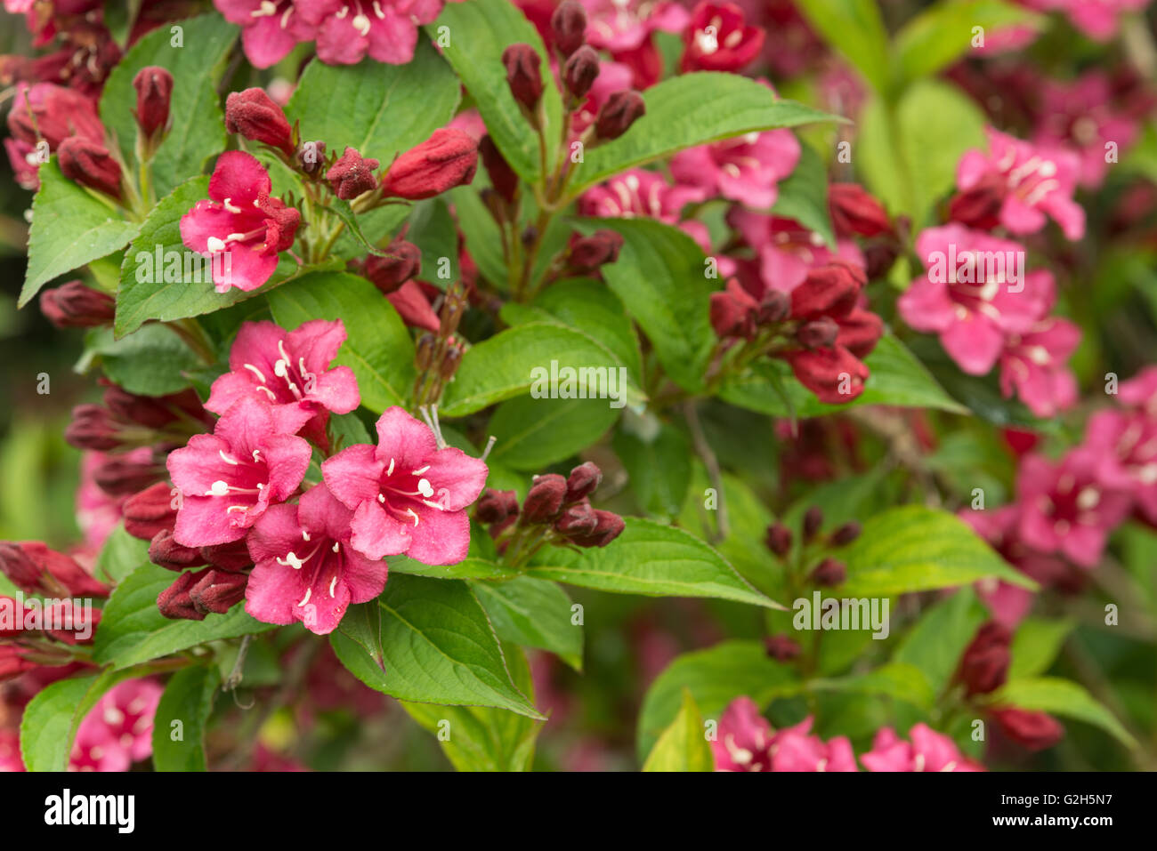 Massen von Sommerblumen, Weigela Florida Pink Princess Stockfotografie ...