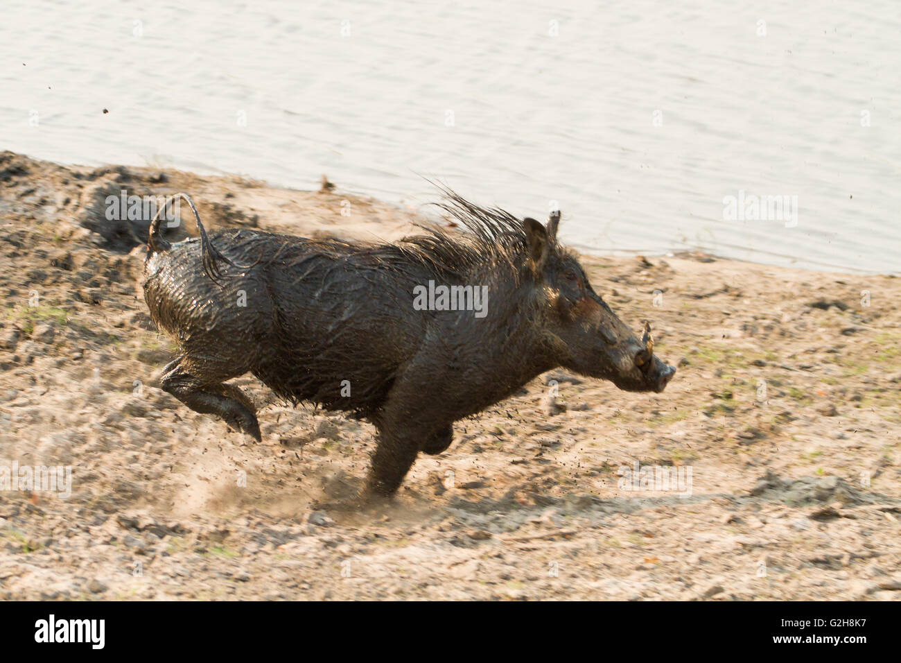 Schlammigen Sie, nassen Warzenschwein läuft nach Schlamm Baden im Chobe ...