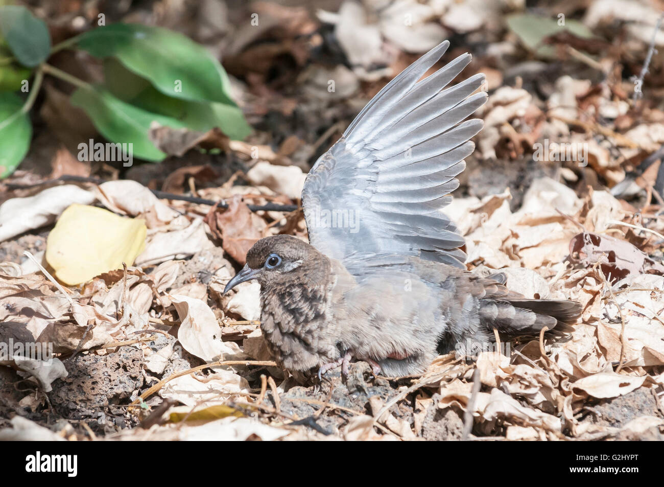 Galapagos Taube, Zenaida Galapagoensis, Isla Genovesa, Galapagos-Inseln ...