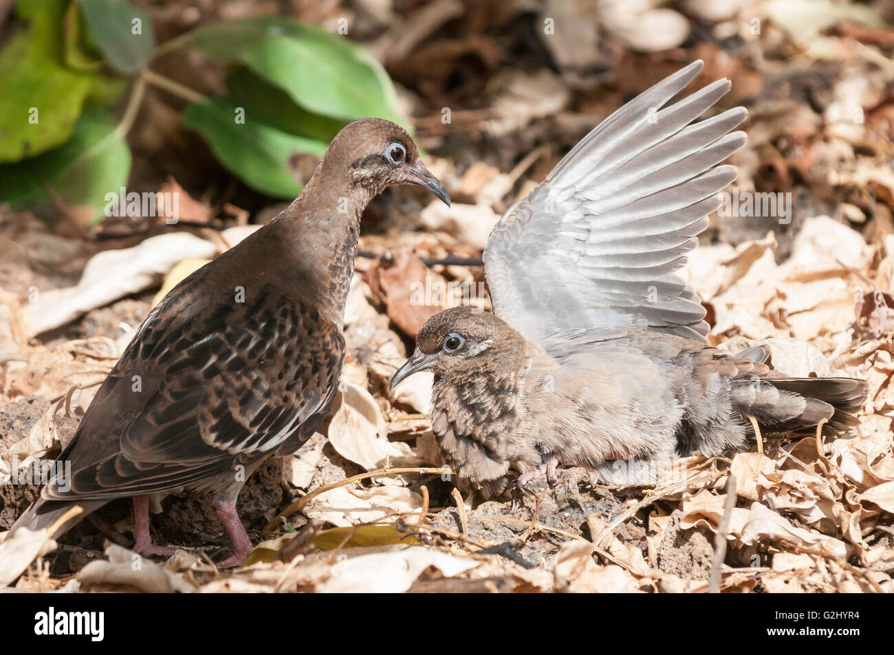 Galapagos Taube, Zenaida Galapagoensis, Isla Genovesa, Galapagos-Inseln ...