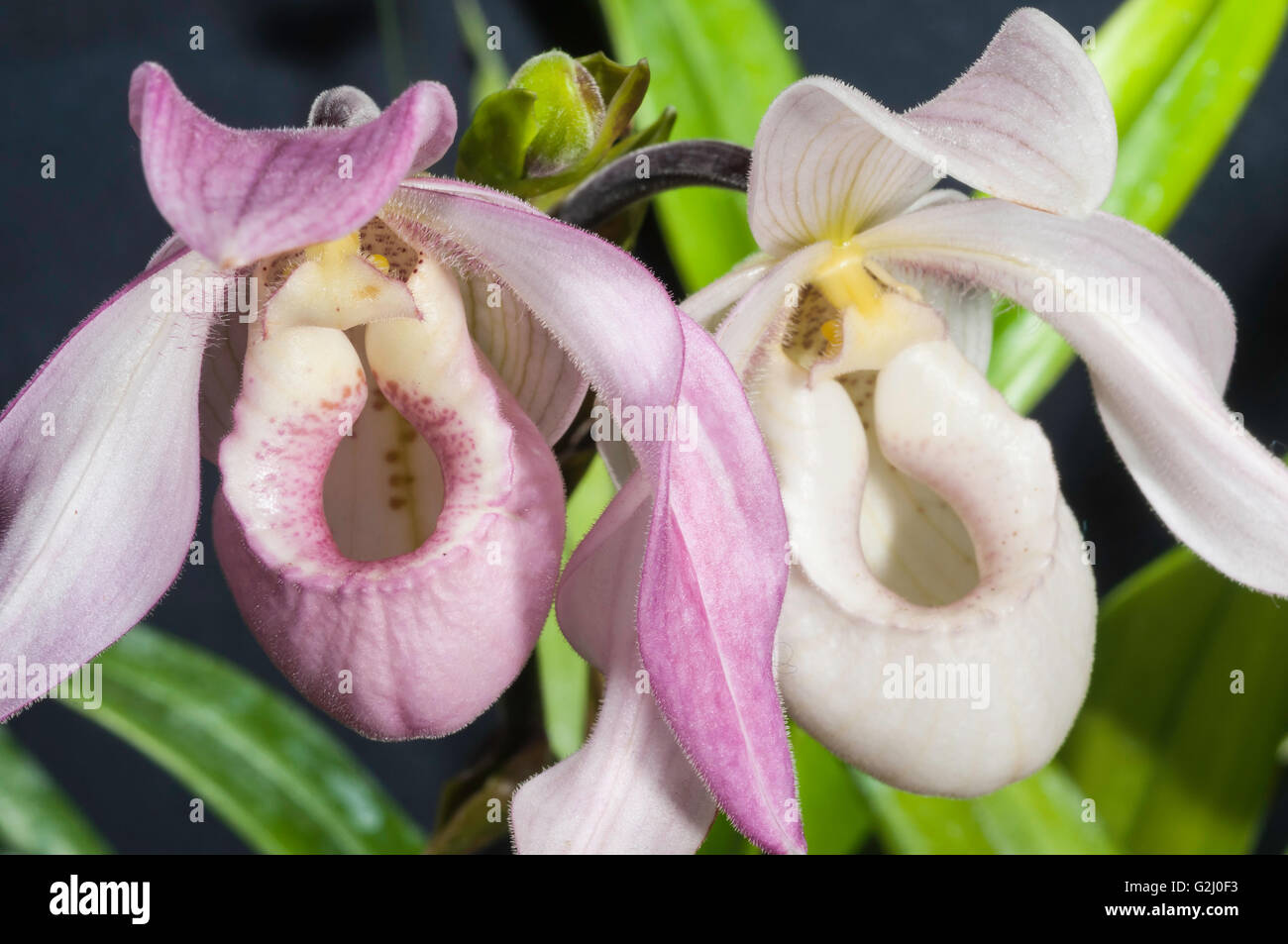 Phragmipedium orchidee hybrid -Fotos und -Bildmaterial in hoher ...