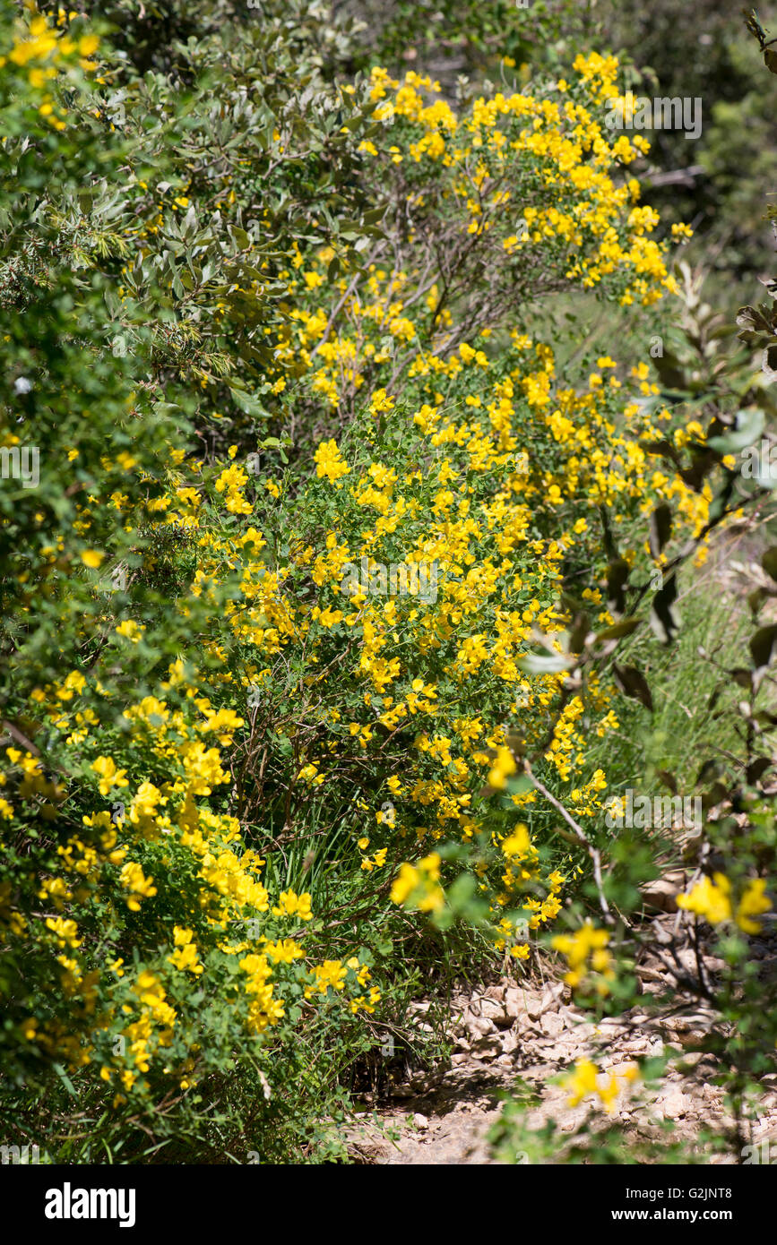 Petites fleurs papilionacees -Fotos und -Bildmaterial in hoher ...