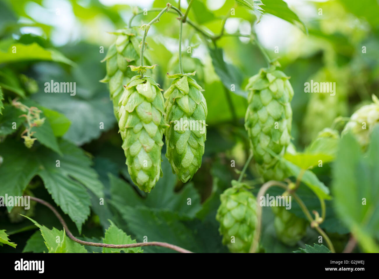 Feld zum fermentieren -Fotos und -Bildmaterial in hoher Auflösung – Alamy