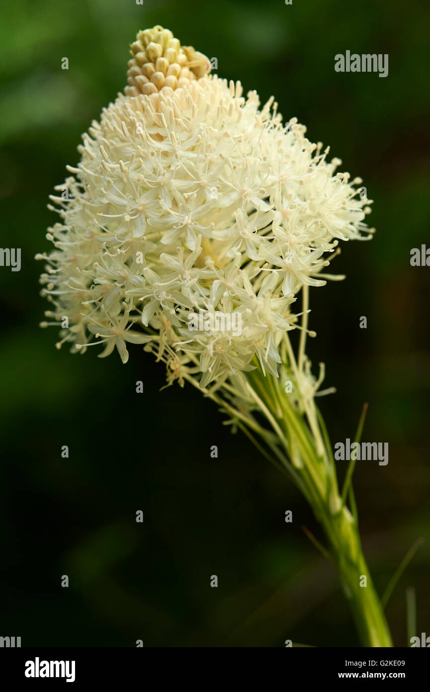Spinne waterton seen nationalpark -Fotos und -Bildmaterial in hoher ...