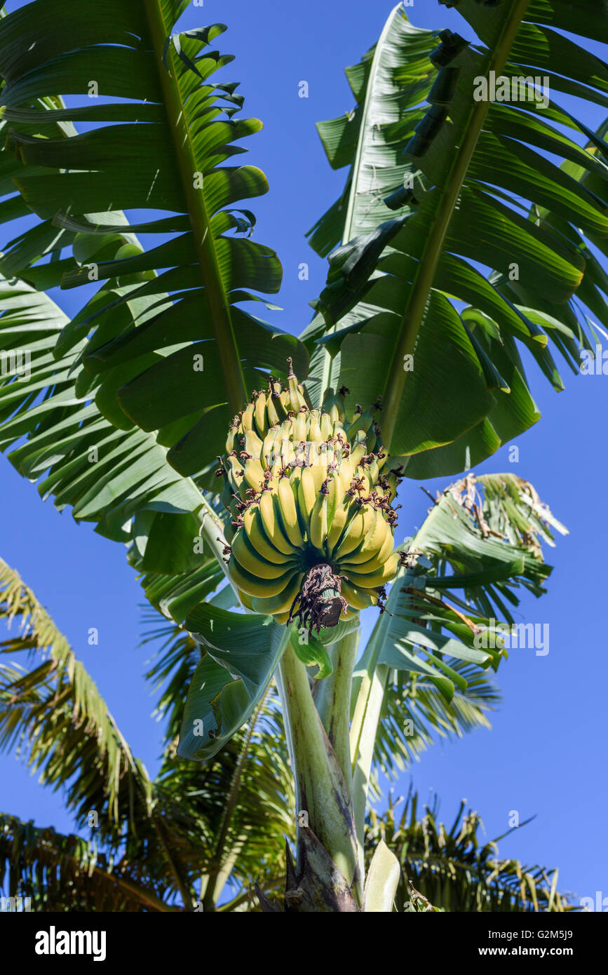 Der bananenstaude -Fotos und -Bildmaterial in hoher Auflösung – Alamy