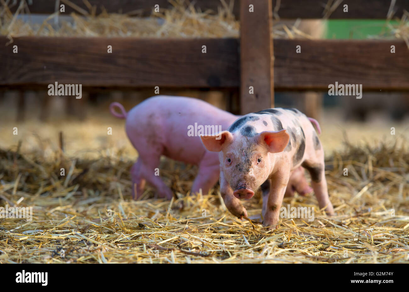 Süße kleine ferkel -Fotos und -Bildmaterial in hoher Auflösung – Alamy